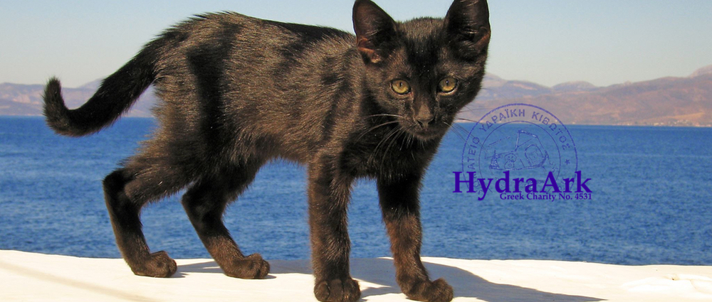 GabriellaBlackCat-master | HydraArk